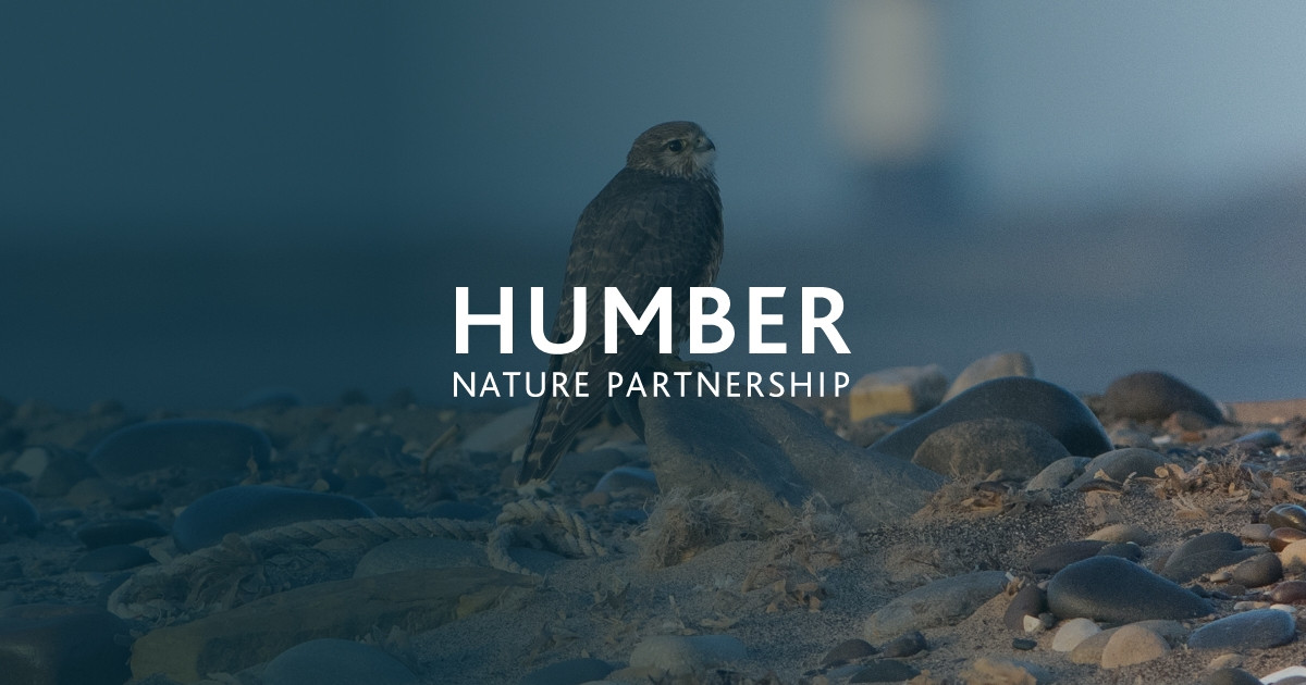 About the Humber Estuary